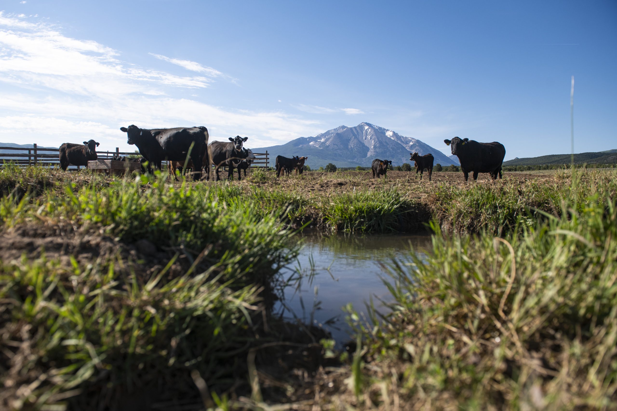 Wolves are killing cattle in Colorado. Now ranchers want a solution ...