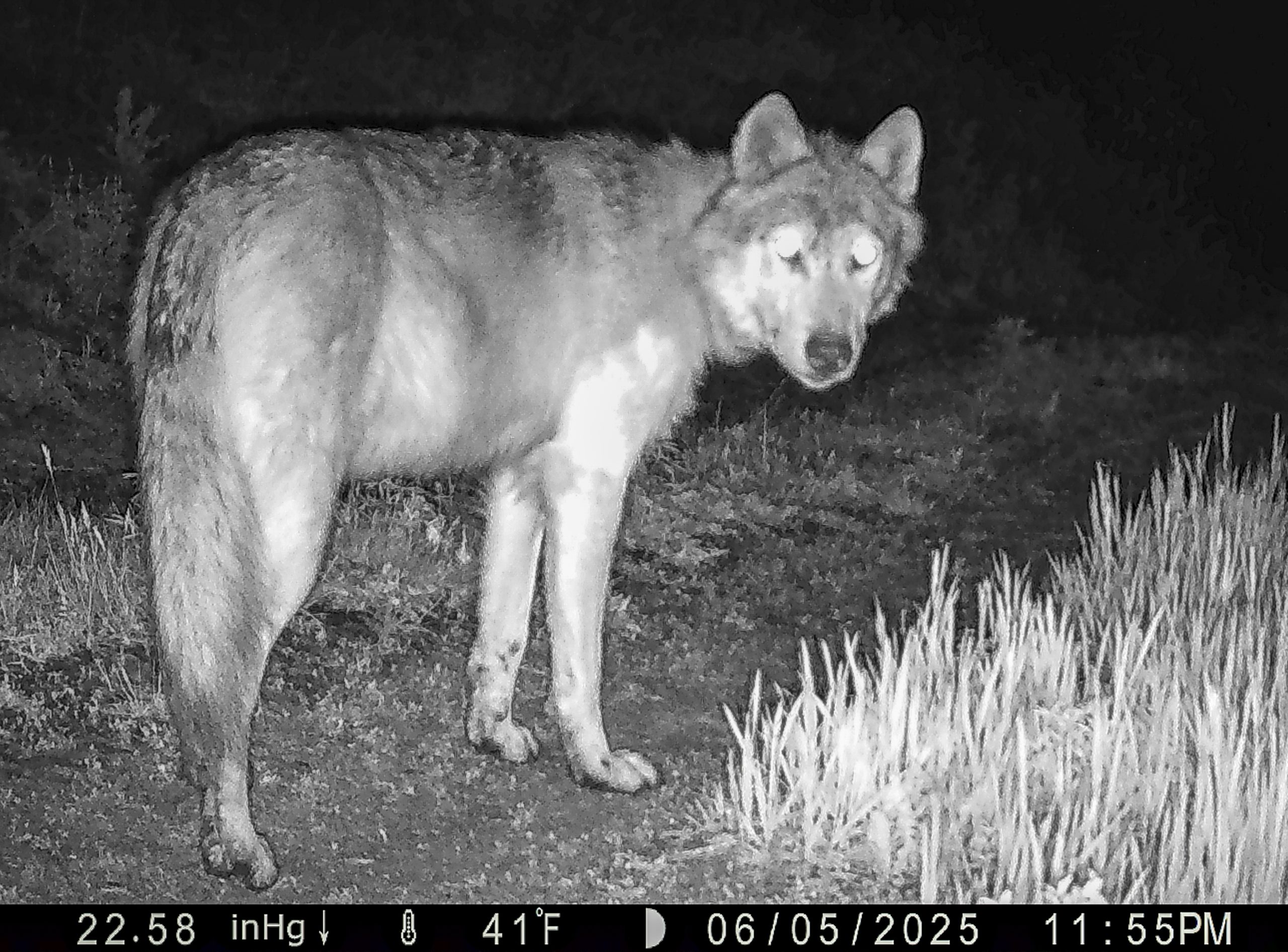 Western Slope lawmakers want to pause wolf reintroduction, redirect ...