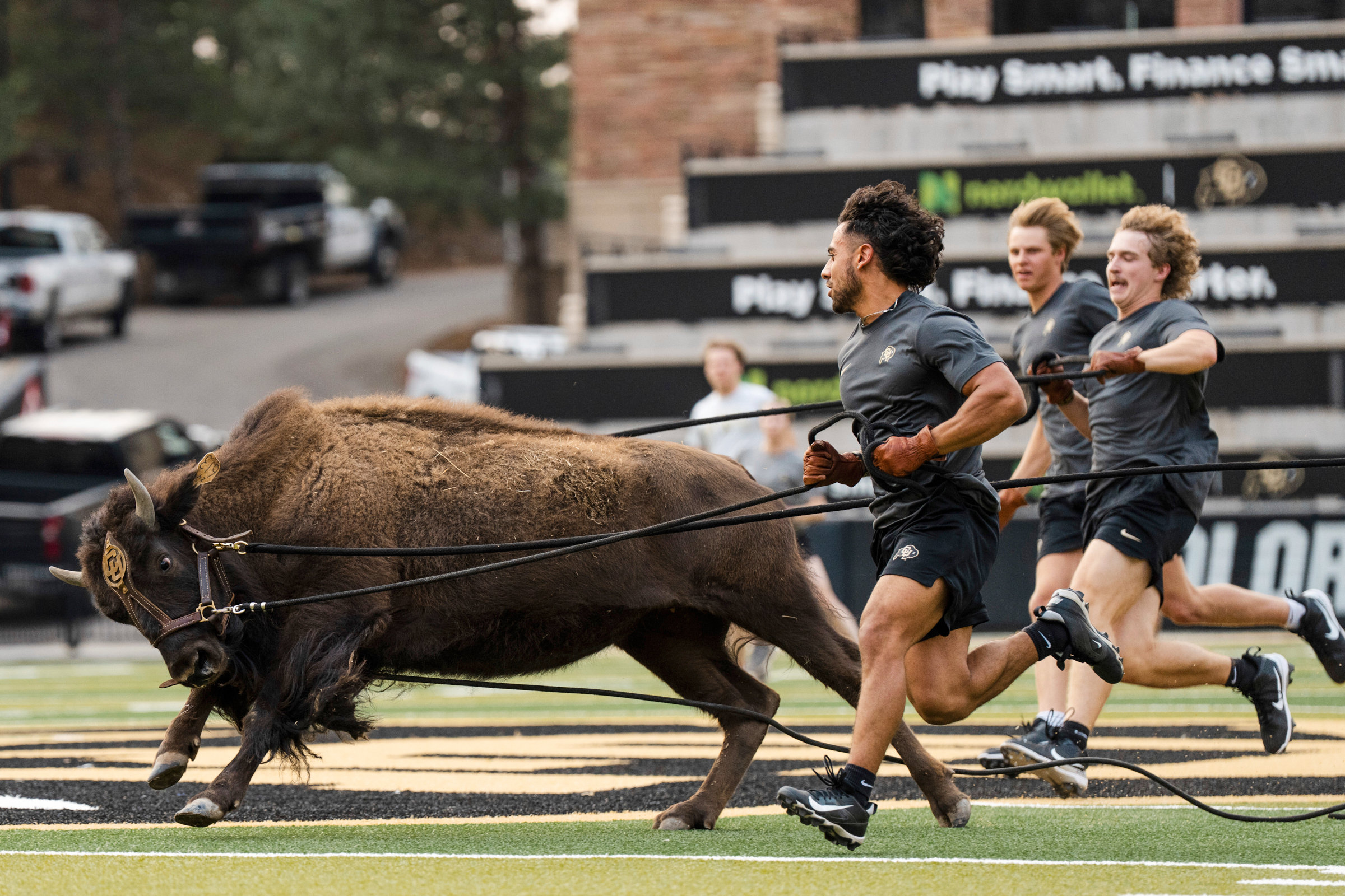 Colorado to debut new live buffalo mascot against Wyoming