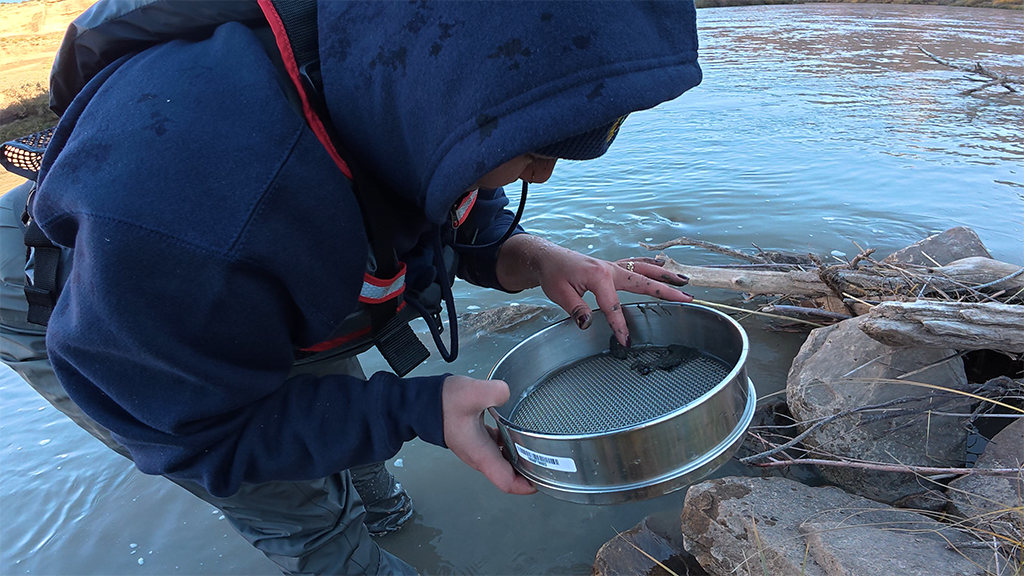 Invasive zebra mussels found 100 miles up Colorado River from first ...